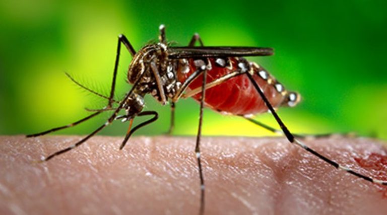 Zika-MRI | The Sri Lankan Scientist