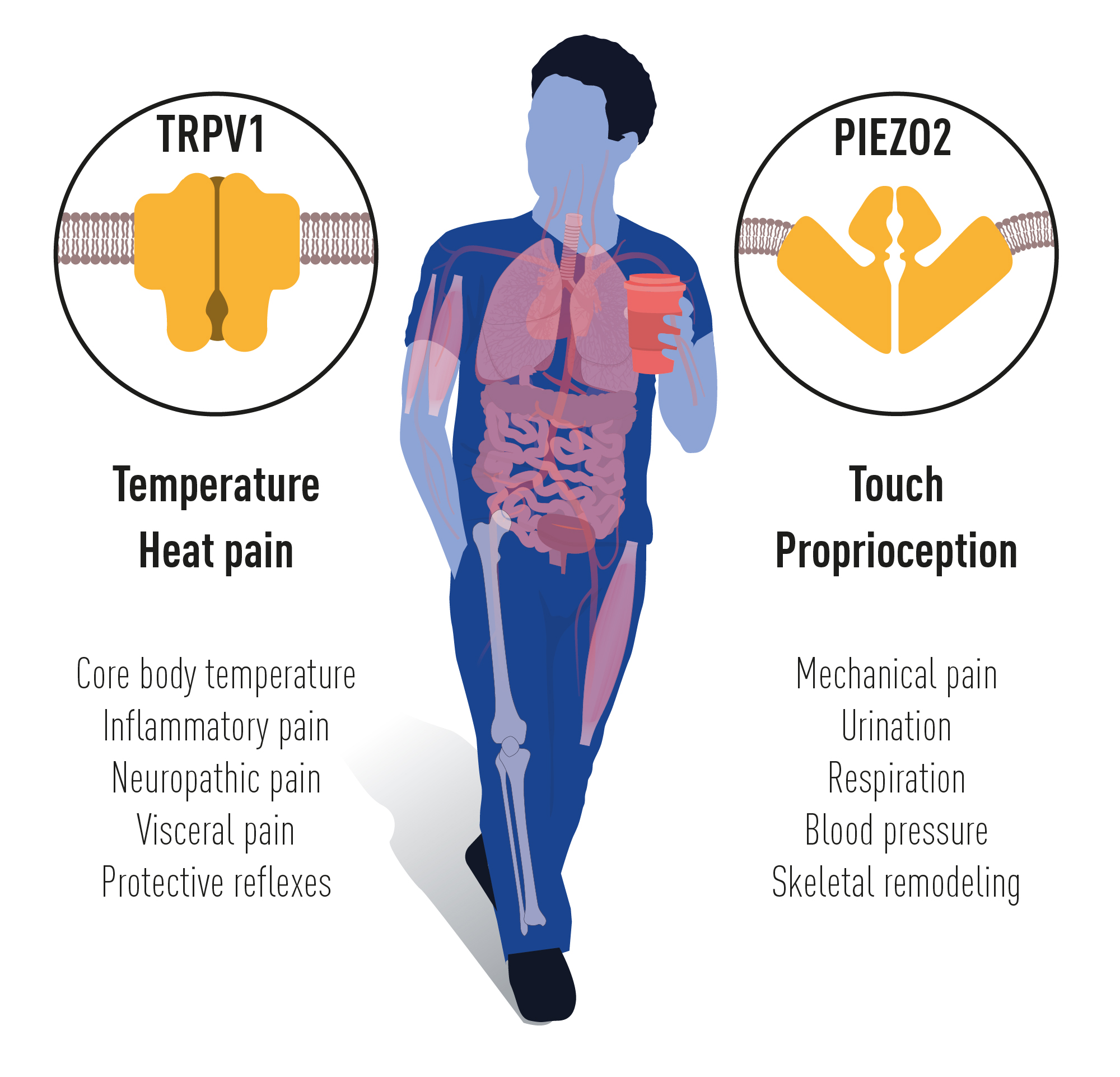 heat-and-touch-receptors | The Sri Lankan Scientist